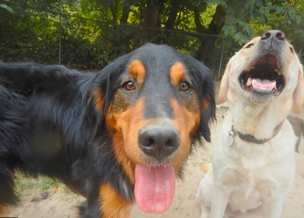 Tips for Finding A Great Dog Daycare | Ruff Stuff Dog Services – Ruff ...